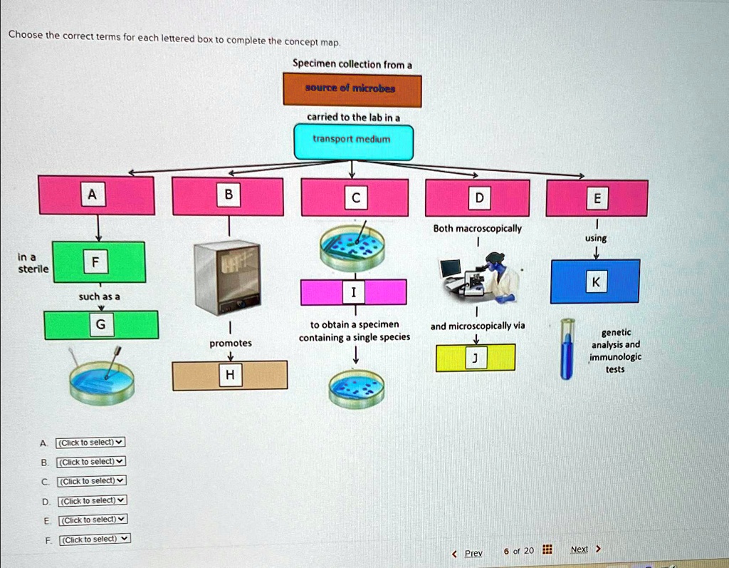 SOLVED: Choose the correct terms for each lettered box to complete the concept map. Specimen ...