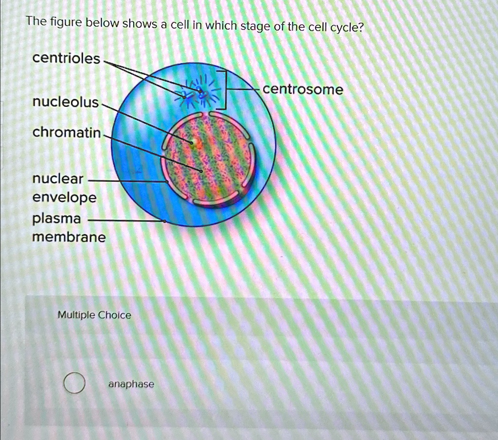 the figure below shows a cell in which stage of the cell cycle multiple ...
