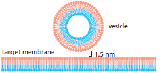 SOLVED: vesicle target membrane ] 1.5 nm