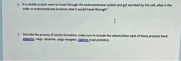 ifa soluble protein were to travel through the endomembrane system and ...