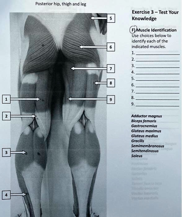 Posterior hip, thigh and leg Exercise 3 — Test Your Knowledge (F ...