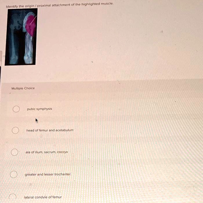 Identify the origin / proximal attachment of the highlighted muscle ...