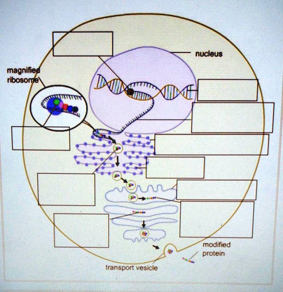 drag each label to the correct location on the image identify the ...