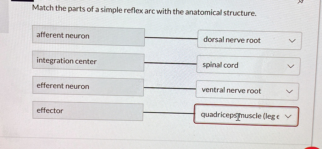 match the parts of a simple reflex arc with the anatomical structure afferent neuron integration ...