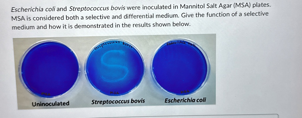 escherichia coli and streptococcus bovis were inoculated in mannitol ...