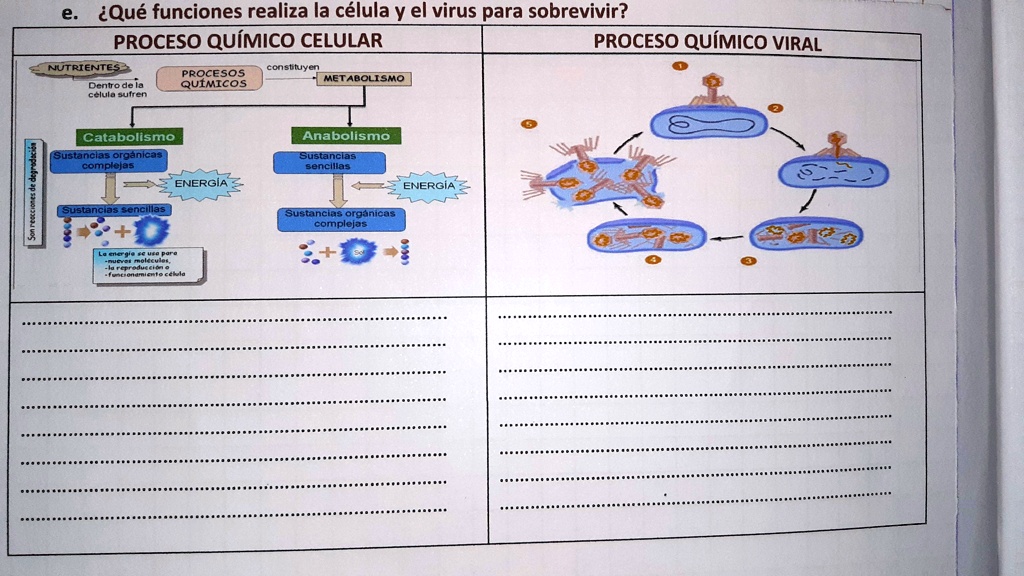 SOLVED: Alguien sabe cómo se resuelve QQué funciones realiza la célula ...