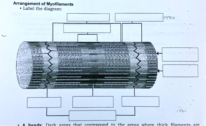 Arrangement of Myofilaments Label the diagram: