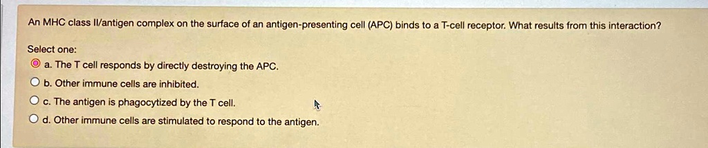 SOLVED: An MHC class II/antigen complex on the surface of an antigen-presenting cell (APC) binds ...
