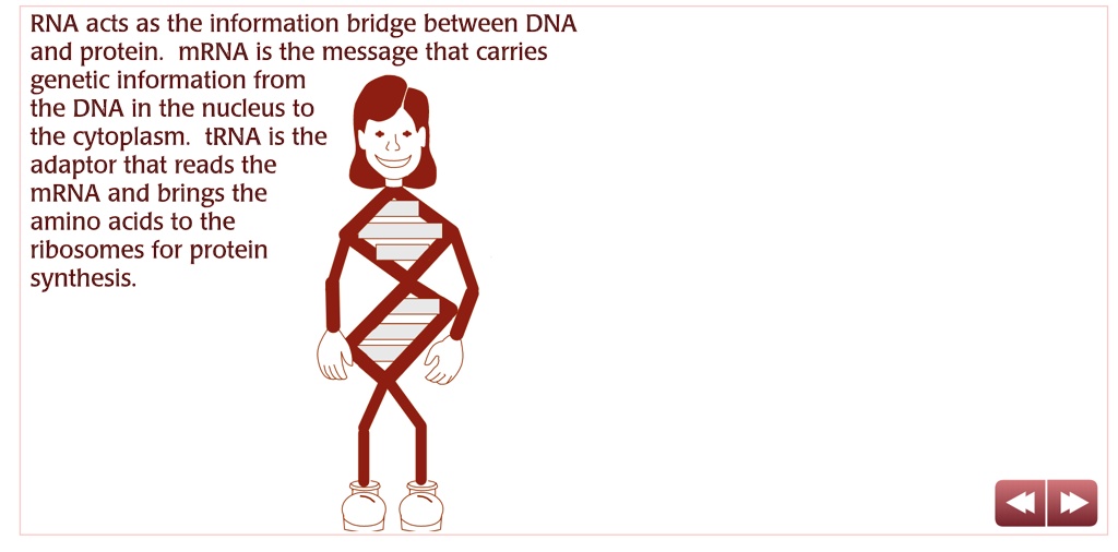 SOLVED:RNA acts as the information bridge between DNA and protein. mRNA ...