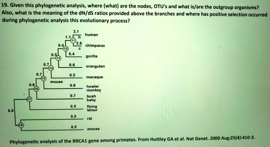 SOLVED: Given this phylogenetic analysis, where are the nodes, OTUs ...