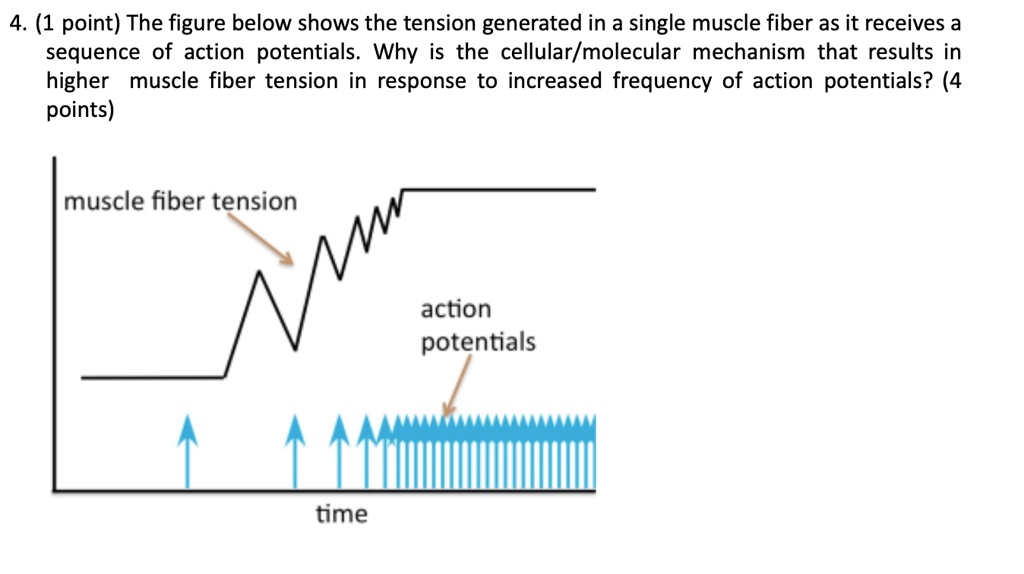 The figure below shows the tension generated in a single muscle fiber ...