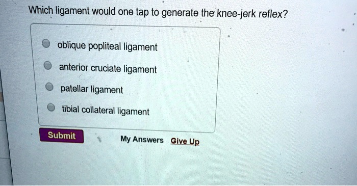 Which ligament would one tap to generate the knee-jerk...