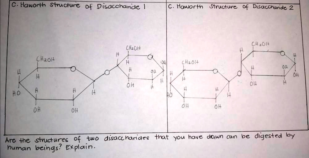 SOLVED: Haworth Structure of Disaccharide Haworth Structure of ...