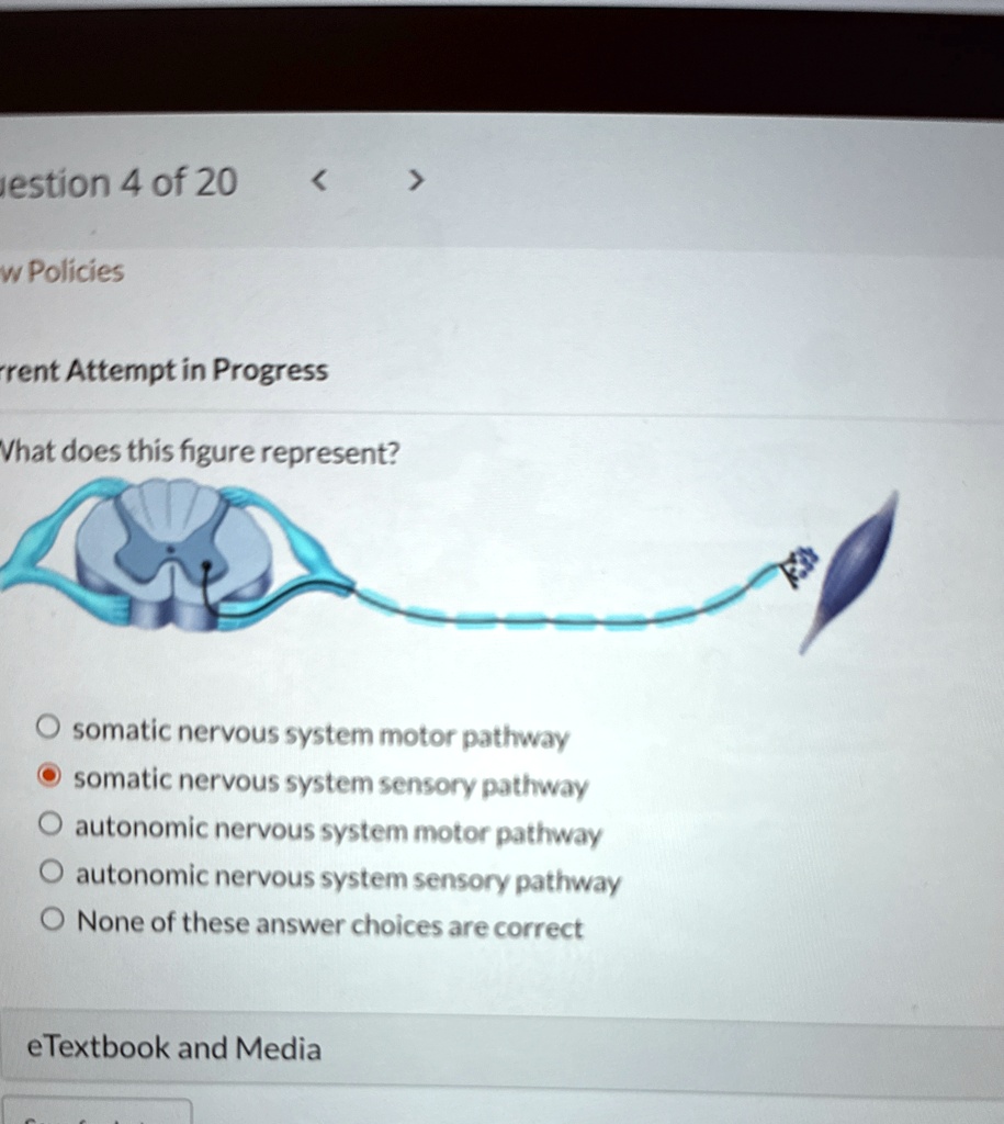 estion 4 of 20 w policies frent attempt in progress what does this ... estion 4 of 20 w policies frent attempt in progress what does this ...