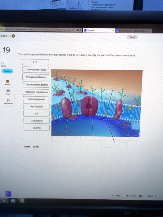 Click and drag each label to the appropriate dock to accurately identify the parts of the plasma ...
