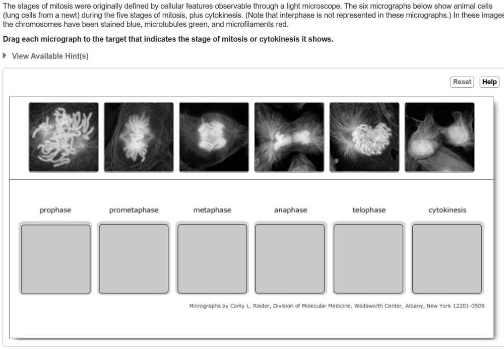 SOLVED: The stages of mitosis were originally defined by cellular features observable through a ...