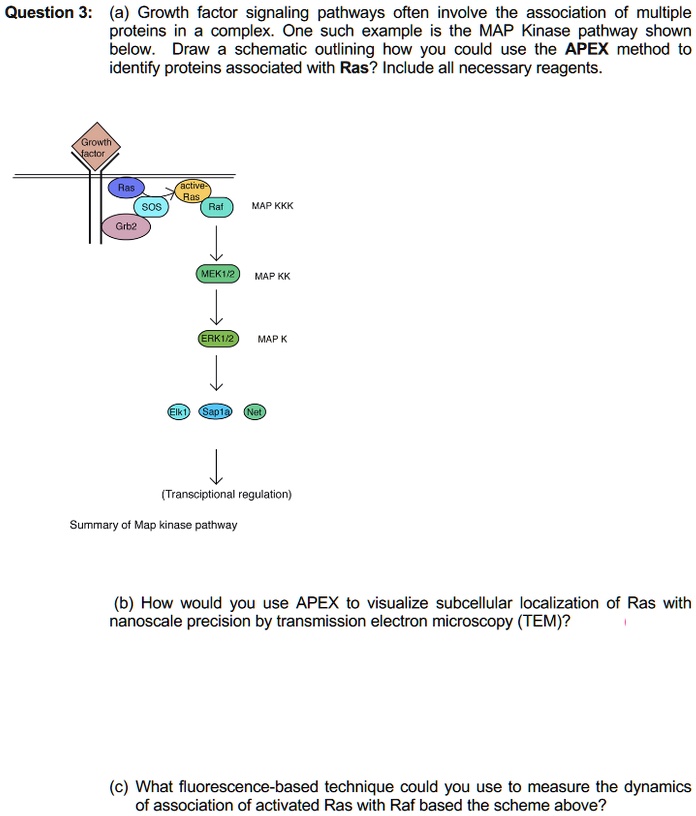 SOLVED:Question 3: (a) Growth factor signaling pathways often involve ...