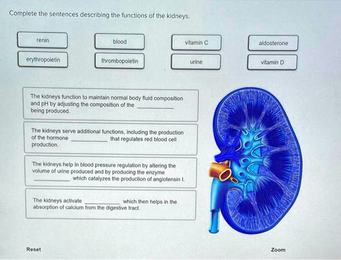 SOLVED: The kidneys function to maintain normal body fluid composition ...