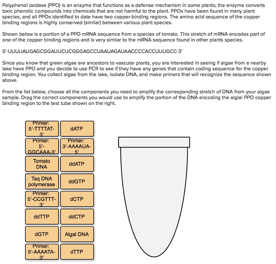 polyphenol oxidase ppo is an enzyme that functions as defense mechanism ...