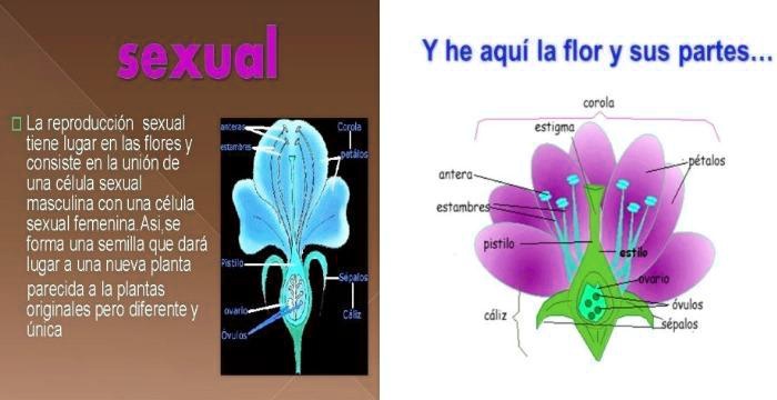 SOLVED: IX. y X Observa la imagen y explica cómo se reproducen las ...