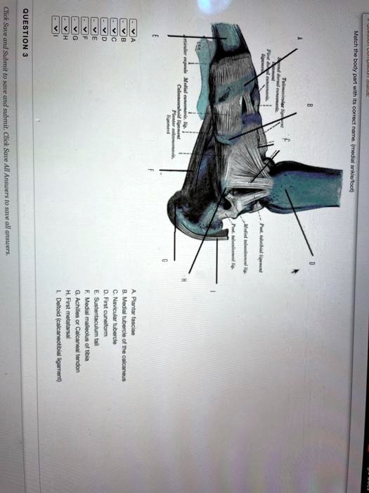 Ankle/Toe Lateral deltoid (calcaneonavicular ligament) First metatarsal ...