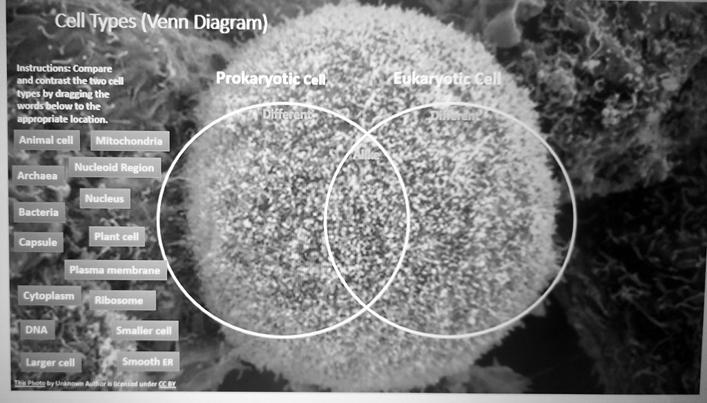 cell types venn diagram instructions compare and contrast the two cell ...