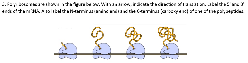 SOLVED: 3. Polyribosomes are shown in the figure below. With an arrow ...