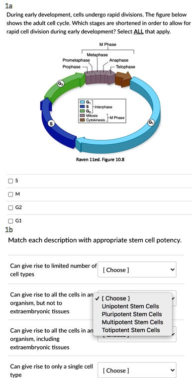 during early development cells undergo rapid divisions the figure below ...