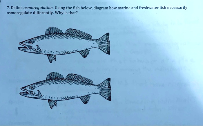 7 define osmoregulation using the fish below diagram how marine and ...