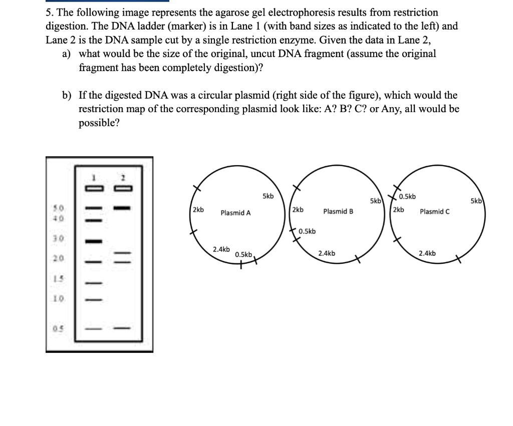 SOLVED: 5. The following image represents the agarose gel electrophoresis results from ...