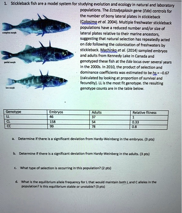 stickleback fish are model system for studying evolution and ecology in ...
