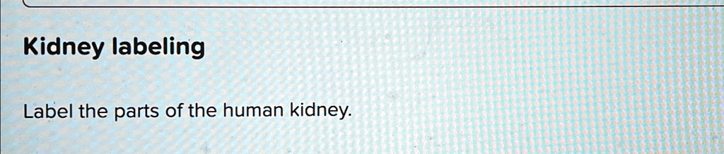 Kidney labeling Label the parts of the human kidney. Kidney labeling ...