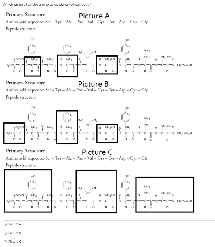 SOLVED: Which picture has the amino acids identified correctly? Primary ...