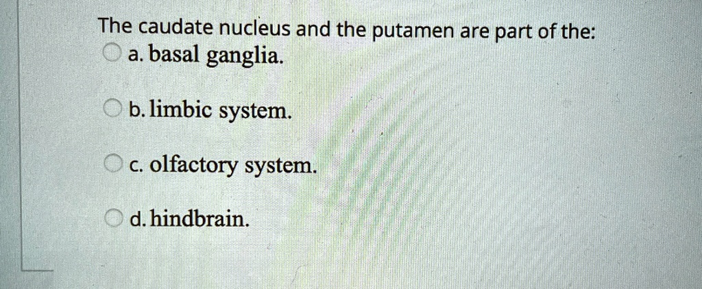 the caudate nucleus and the putamen are part of the a basal ganglia b ...