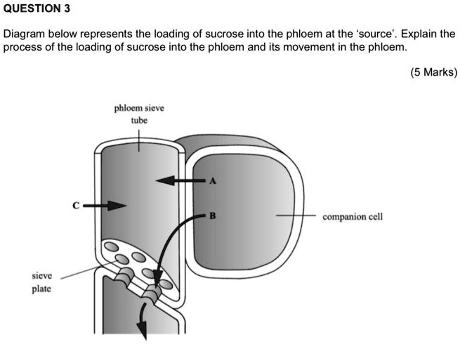 QUESTION 3 Diagram below represents the loading of sucrose into the ...