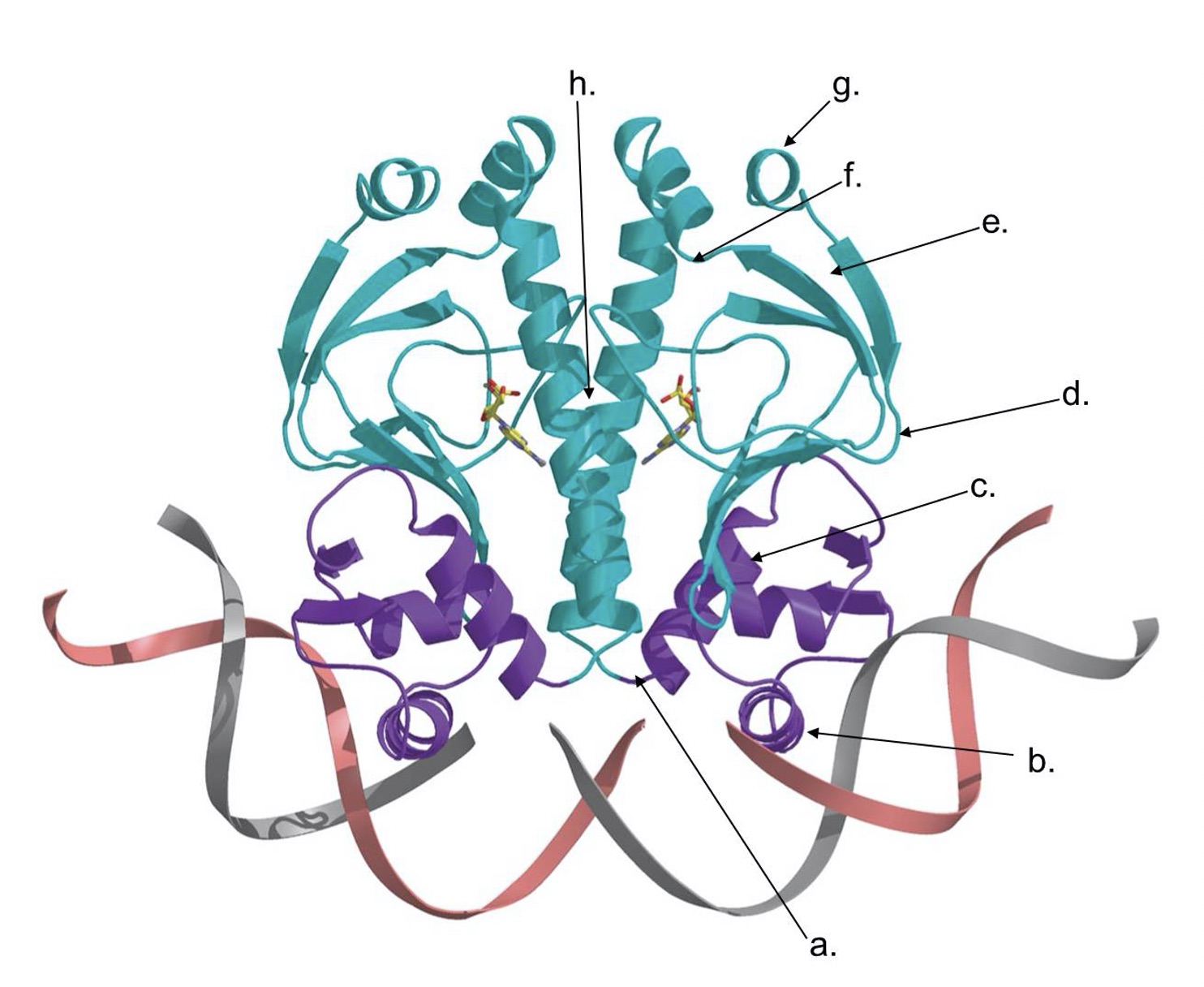 the e coli cap protein is a site specific dna binding protein when it ...
