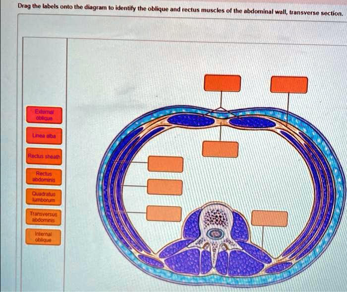 drag the labels onto the diagram to identify the oblique and rectus ...