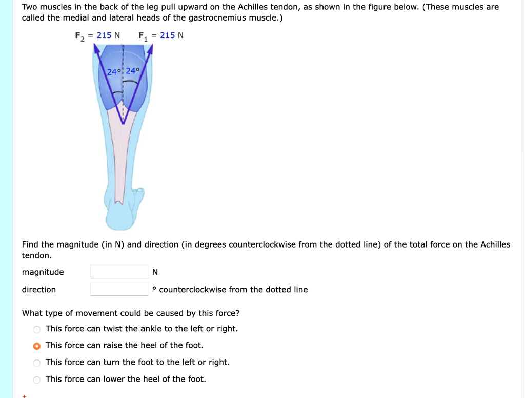 SOLVED: Two muscles in the back of the leg pull upward on the Achilles ...