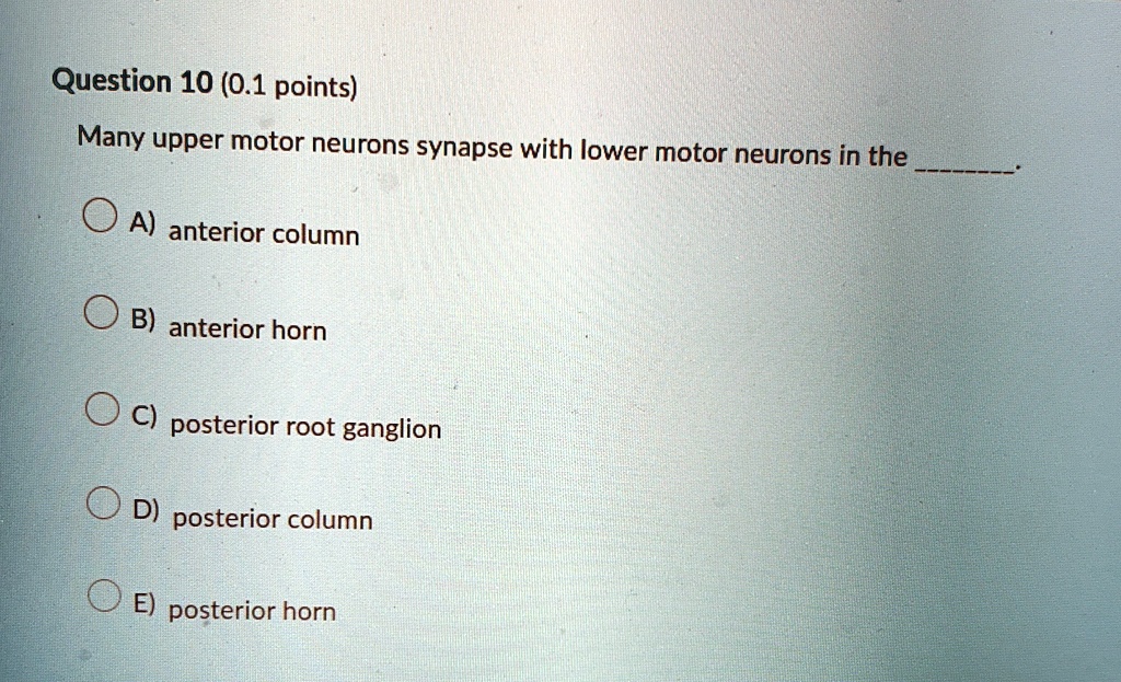 Question 10 (0.1 points) Many upper motor neurons synapse with lower motor neurons in the . A ...