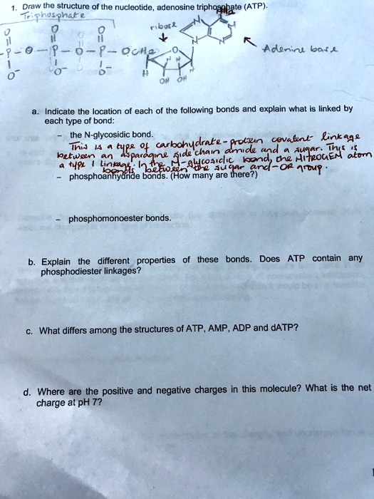SOLVED: Draw the structure of the nucleotide adenosine triphosphate ...