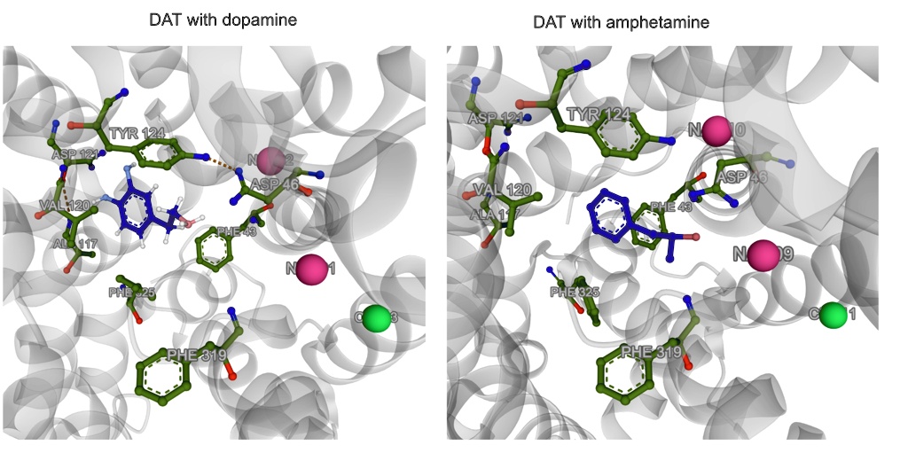 SOLVED: Compare and contrast the residues in each of these structures ...