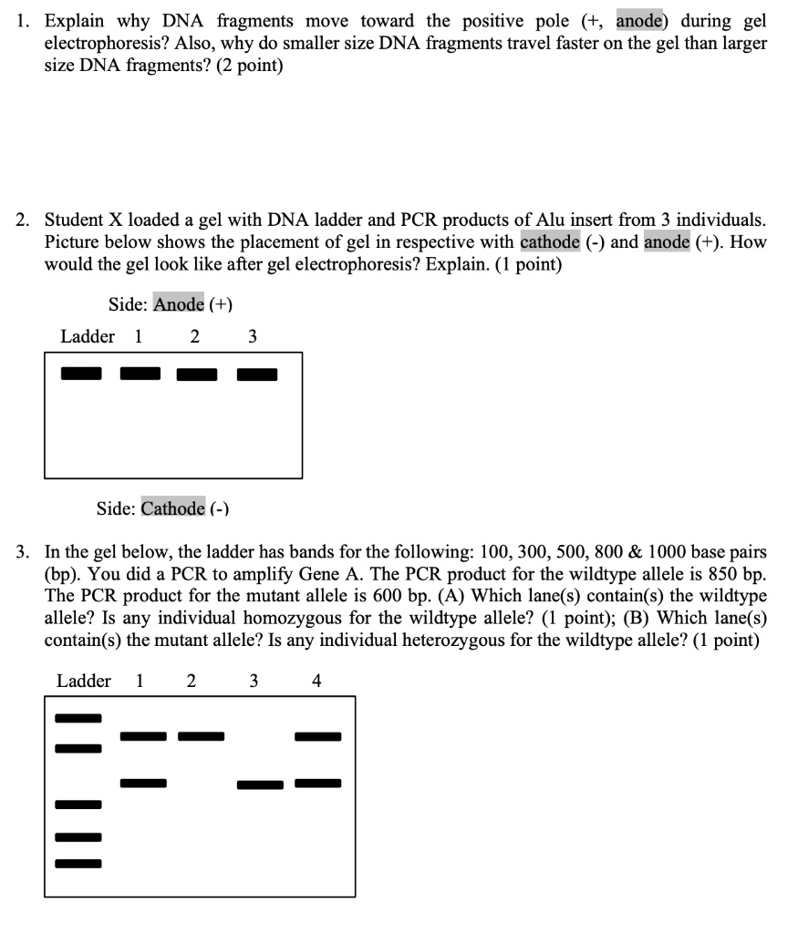 SOLVED: Explain why DNA fragments move toward the positive pole ...