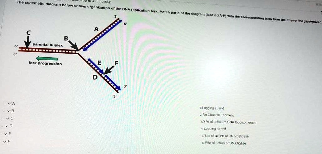 A B C D E F minutes): The schematic diagram below shows organization of ...