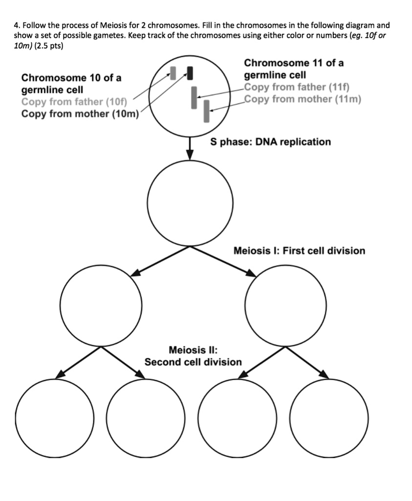 SOLVED: Follow the process of Meiosis for 2 chromosomes: Fill in the ...