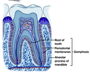 Root of tooth Periodontal membranes Alveolar process of mandible Gomphosis