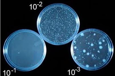 SOLVED: 1.What is the acceptable range for the number of colonies on ...