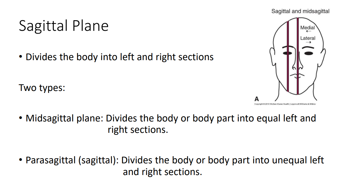 Sagittal and midsagittal Sagittal Plane - Divides the body into left and right sections Two ...