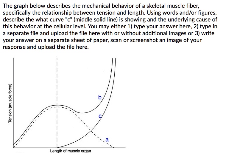 SOLVED: The graph below describes the mechanical behavior of a skeletal ...