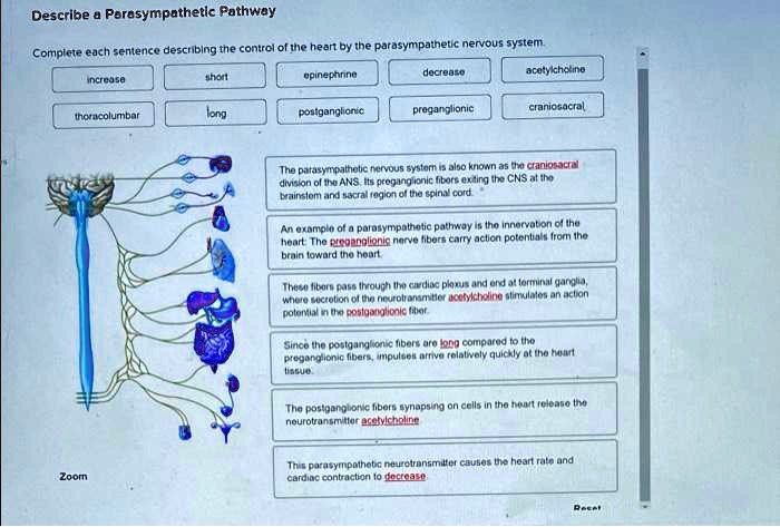 SOLVED: The parasympathetic nervous system is also known as the ...