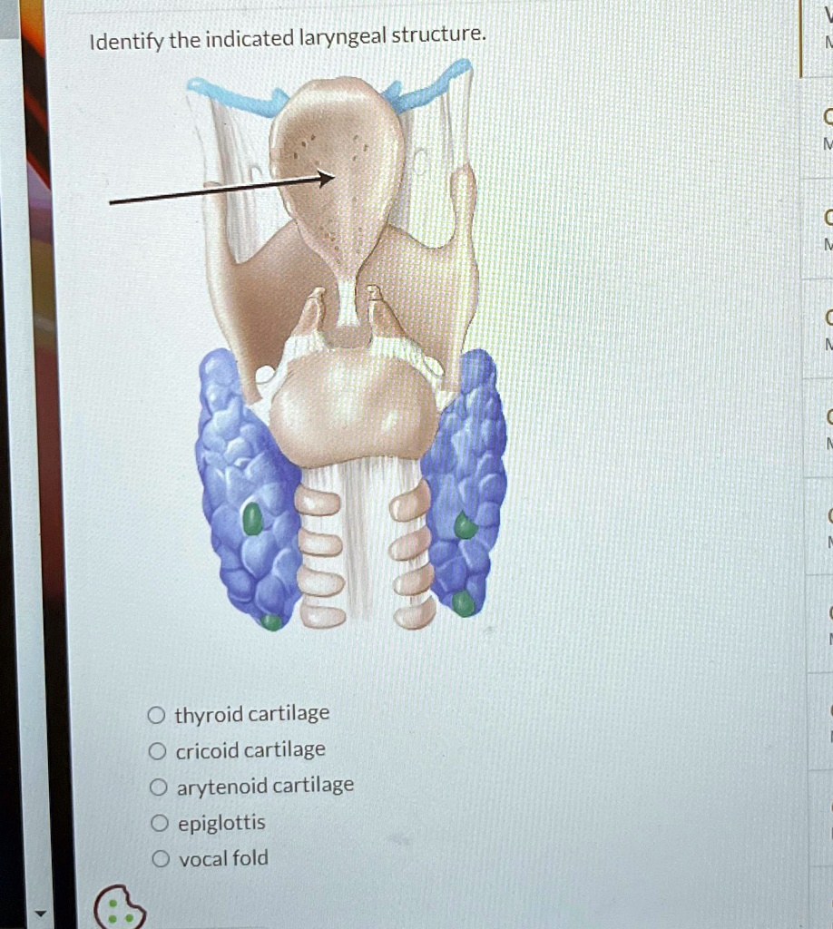 Identify the indicated laryngeal structure. thyroid cartilage cricoid cartilage arytenoid ...